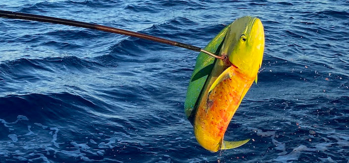 Saltwater Series | Swirl Fishing